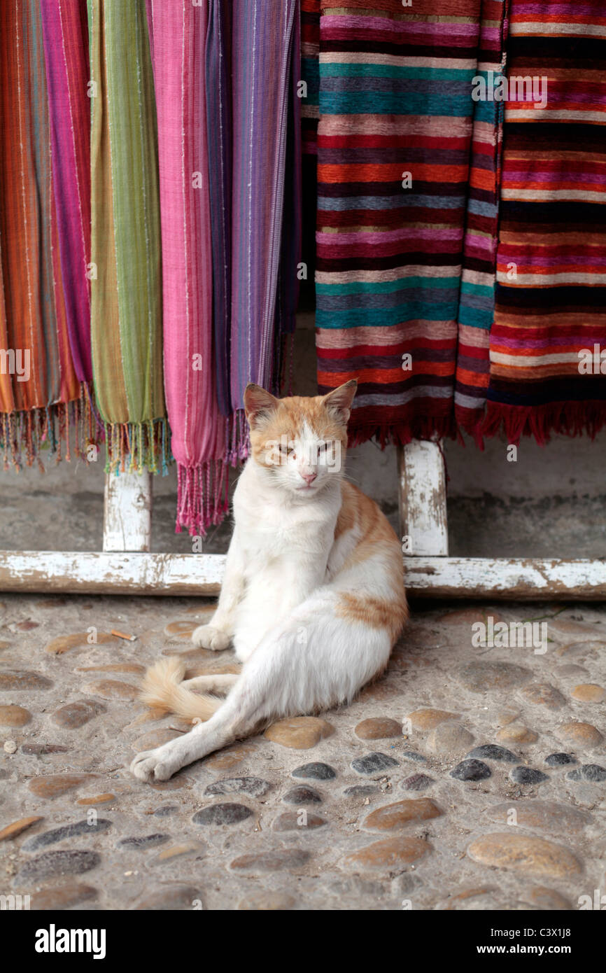 Stray Cat in Essaouira, Morocco Stock Photo - Alamy
