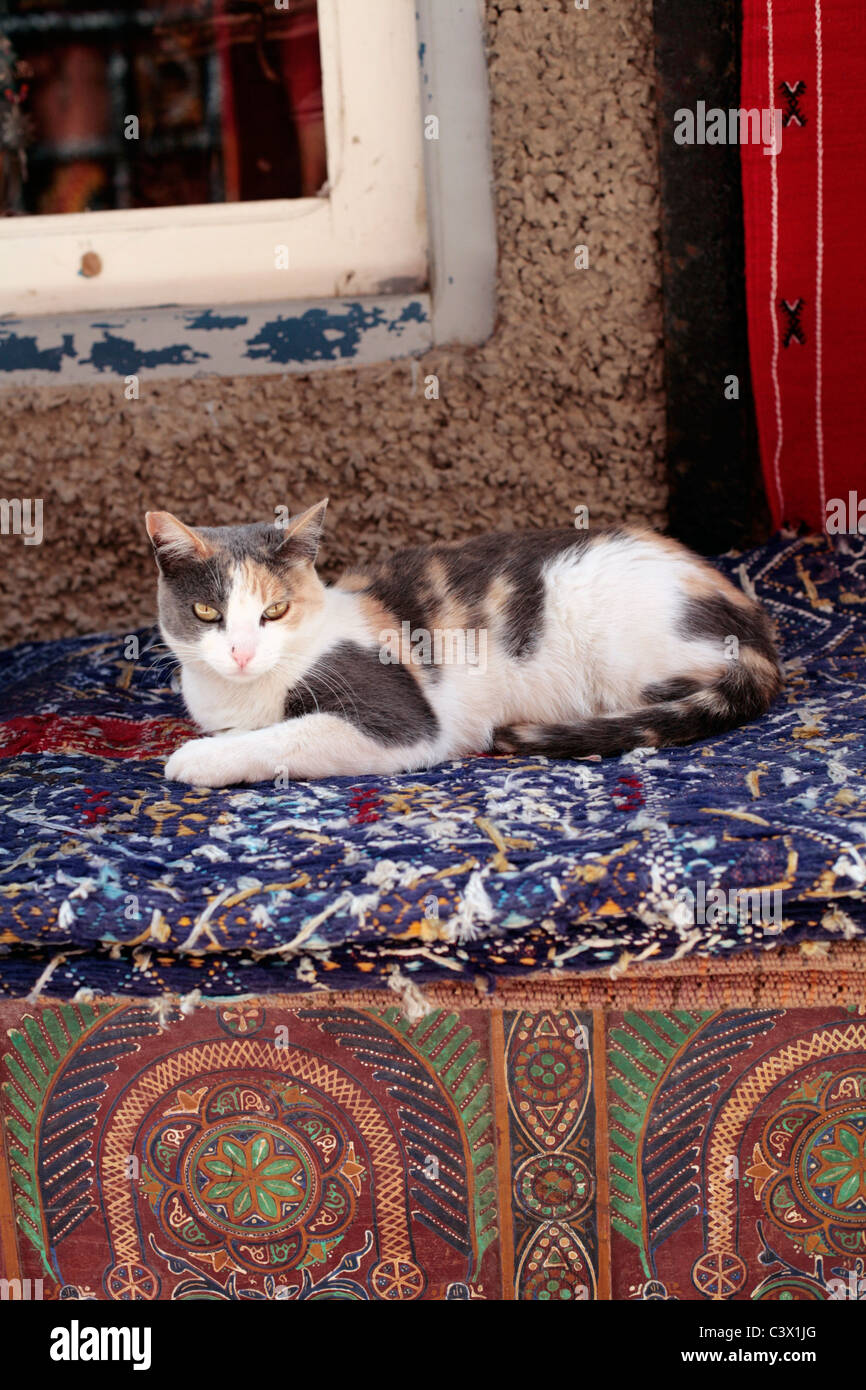 Morocco cat hi-res stock photography and images - Alamy
