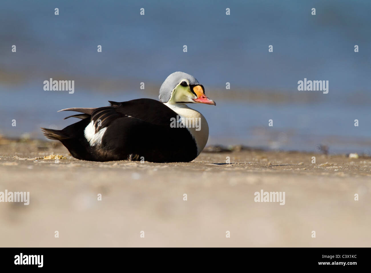 Rare eider hi-res stock photography and images - Alamy