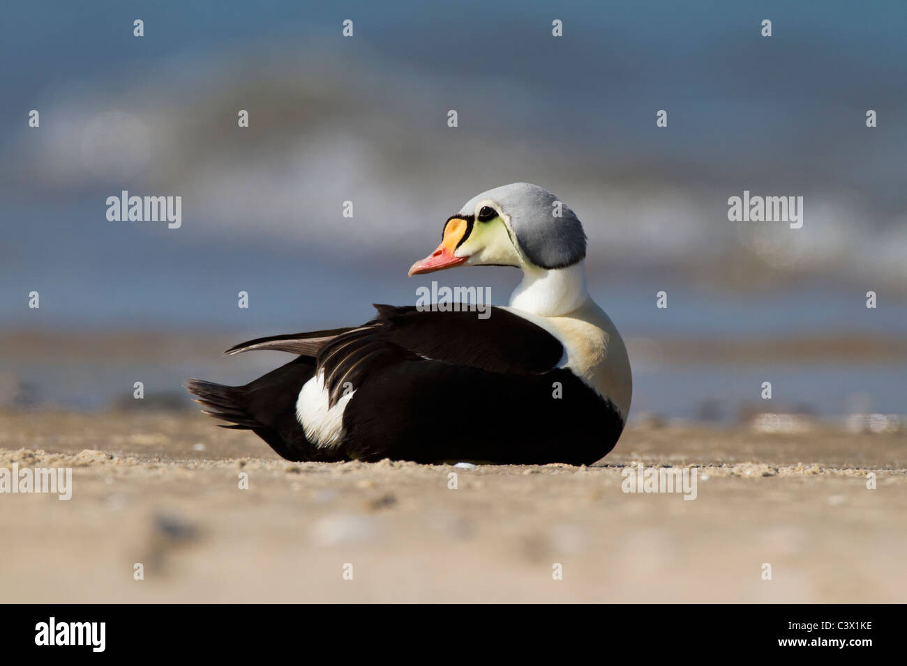 Eider Species High Resolution Stock Photography and Images - Alamy