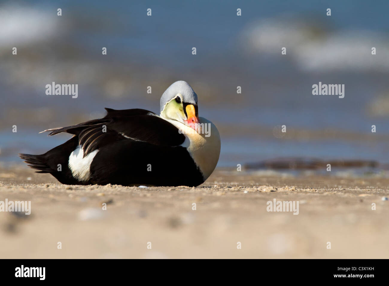 Rare Arctic Duck High Resolution Stock Photography and Images - Alamy