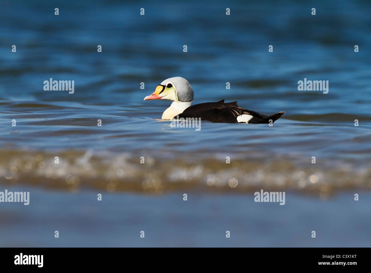 Eider Species High Resolution Stock Photography and Images - Alamy