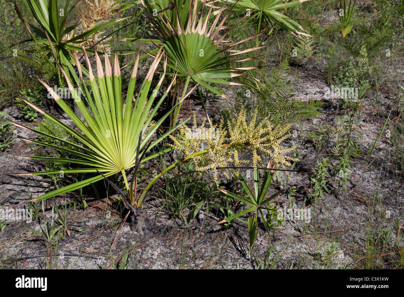 Flowering Dwarf or Bush Palmetto Sabal minor Florida USA Stock Photo ...