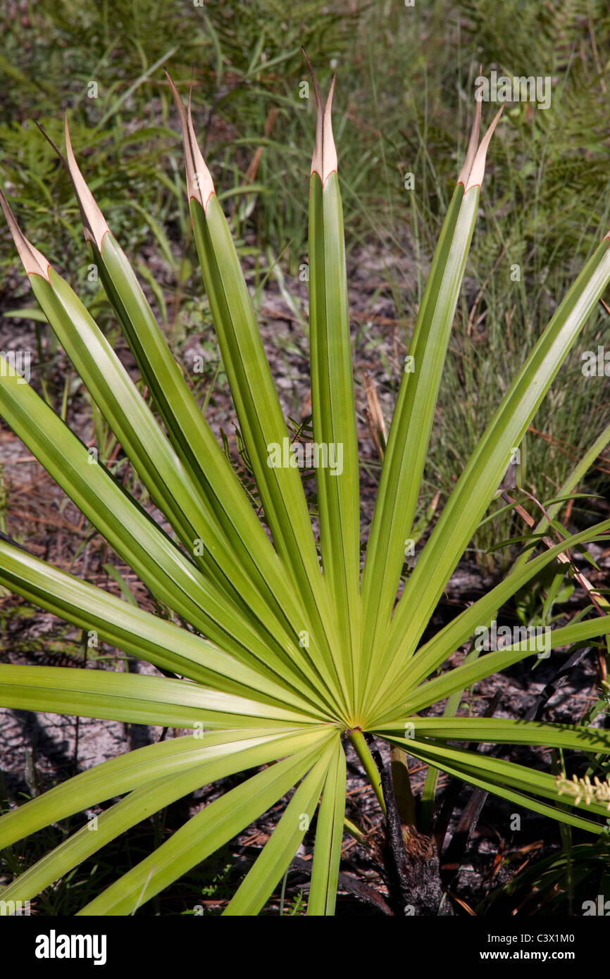 Dwarf or Bush Palmetto Sabal minor Florida USA Stock Photo - Alamy