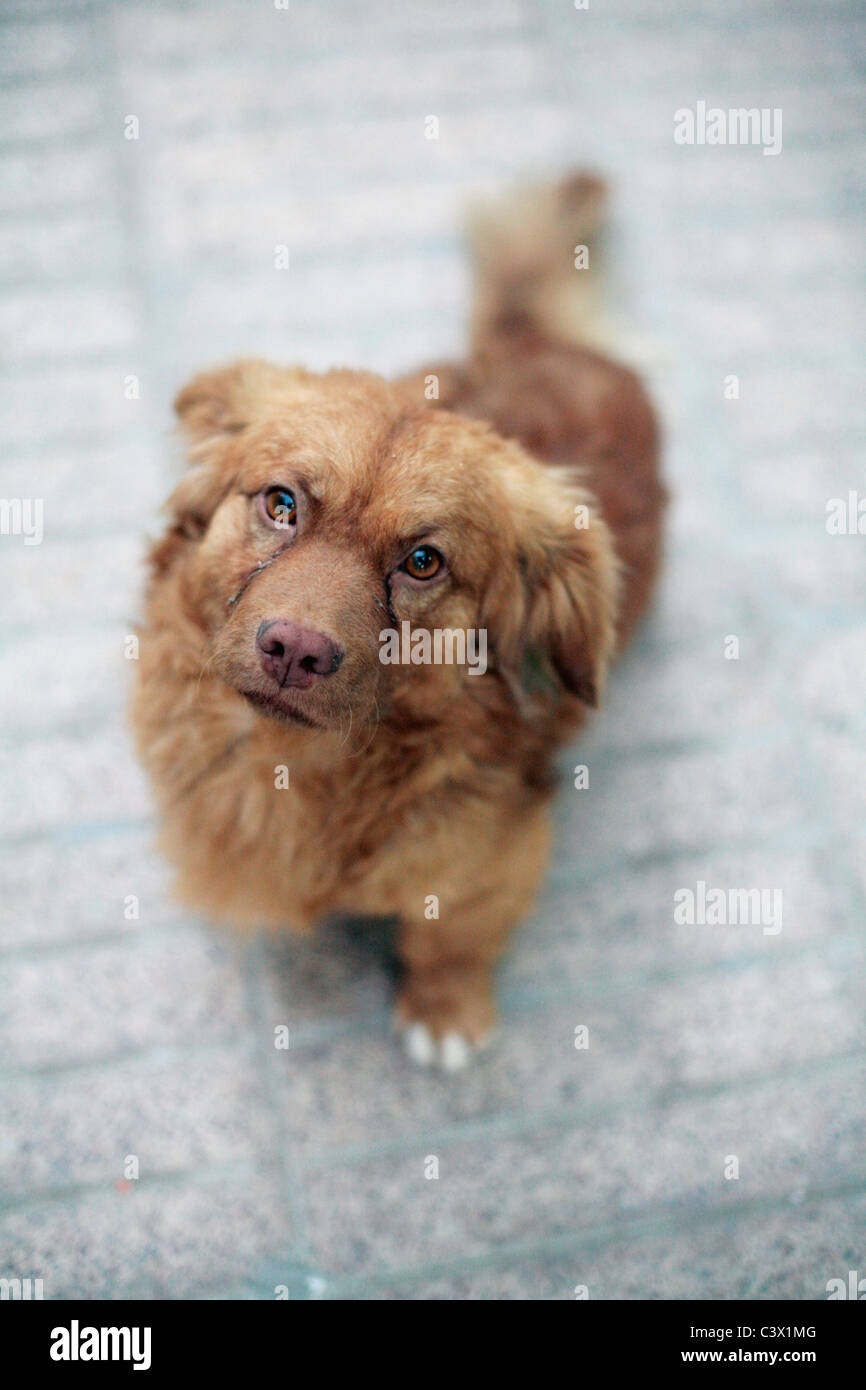 Stray dog in Essaouira, Morocco Stock Photo - Alamy