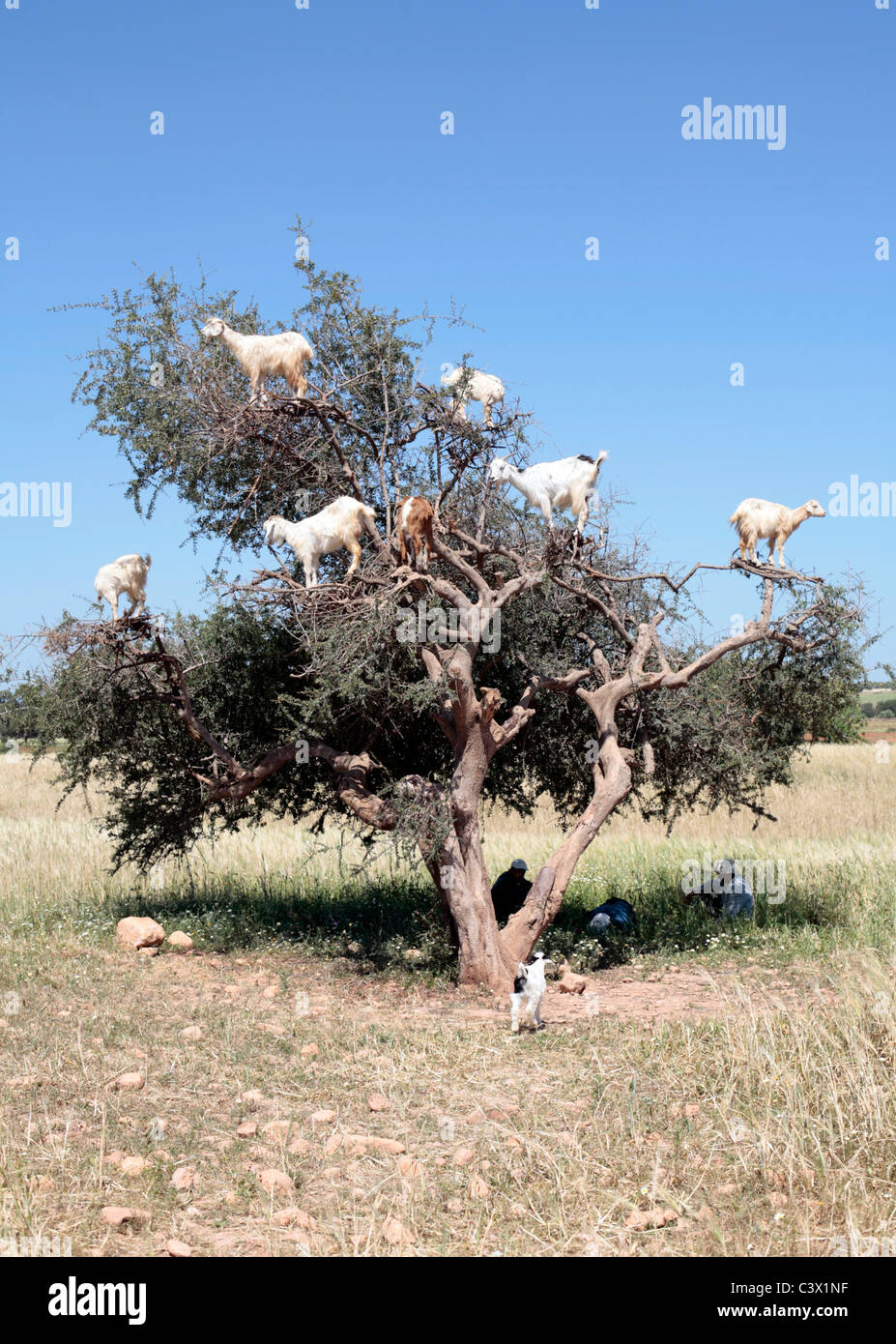 Goats feeding in an Argan tree, Morocco Stock Photo - Alamy