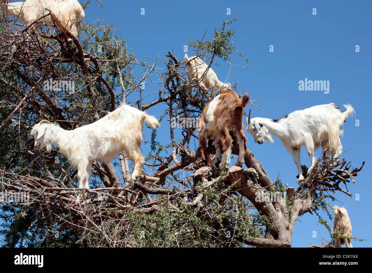 Argan goat hi-res stock photography and images - Alamy