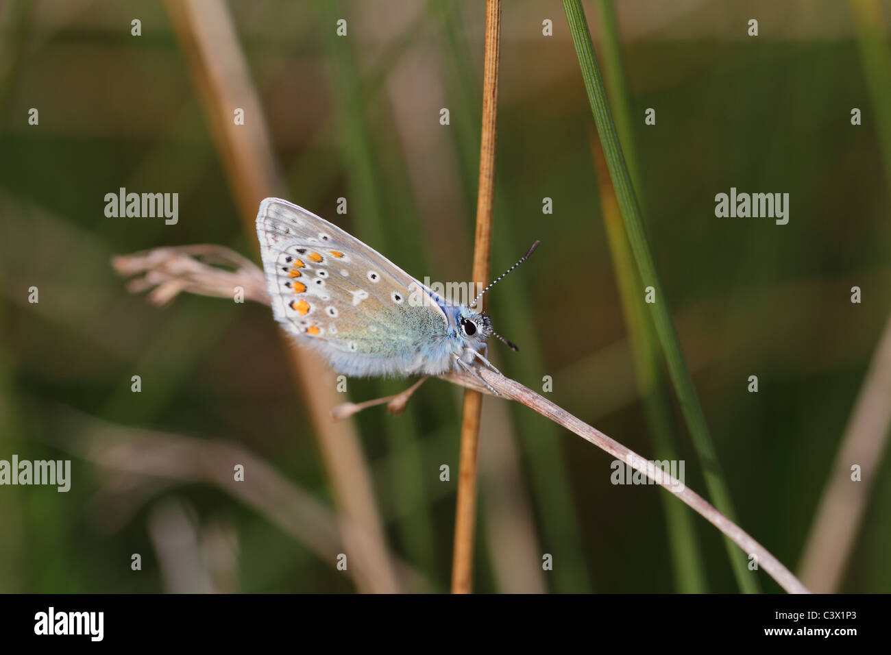 detailed view of common blue butterfly Stock Photo - Alamy