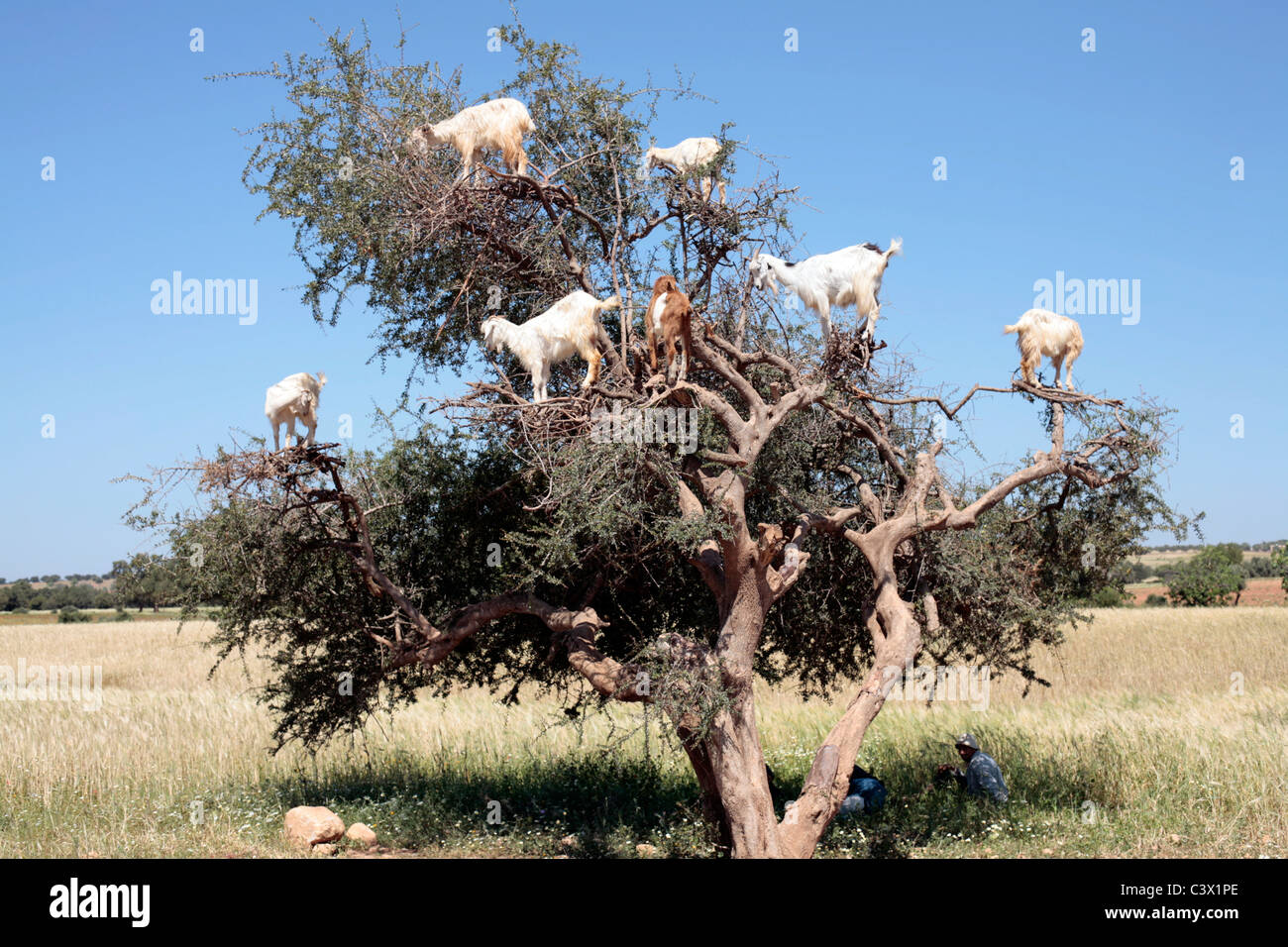 Argan tree hi-res stock photography and images - Alamy