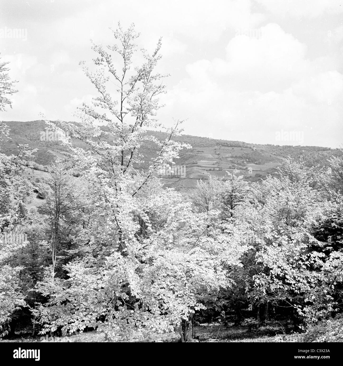 1950s historical branches tree hi-res stock photography and images - Alamy