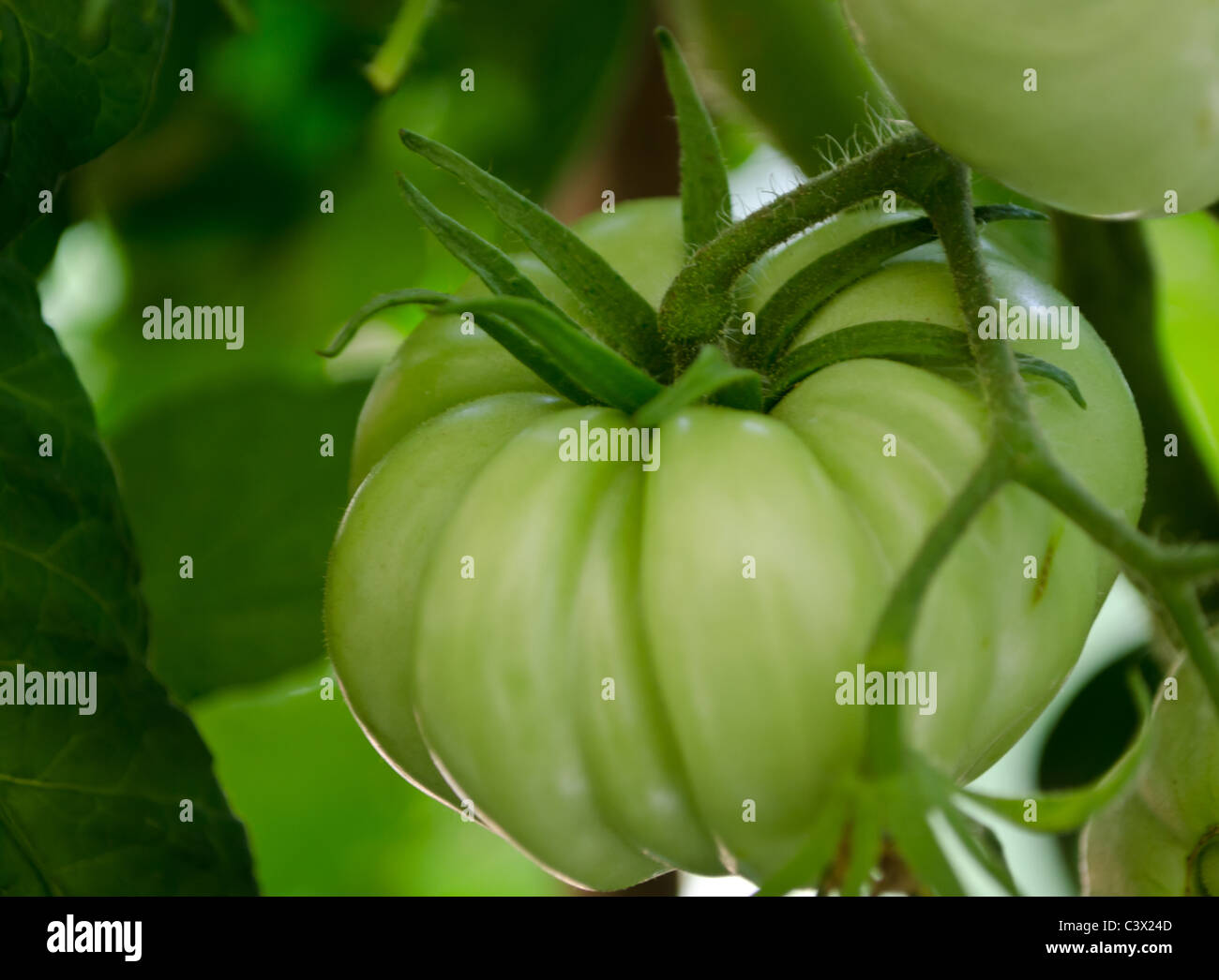 Tomato on vine hi-res stock photography and images - Alamy