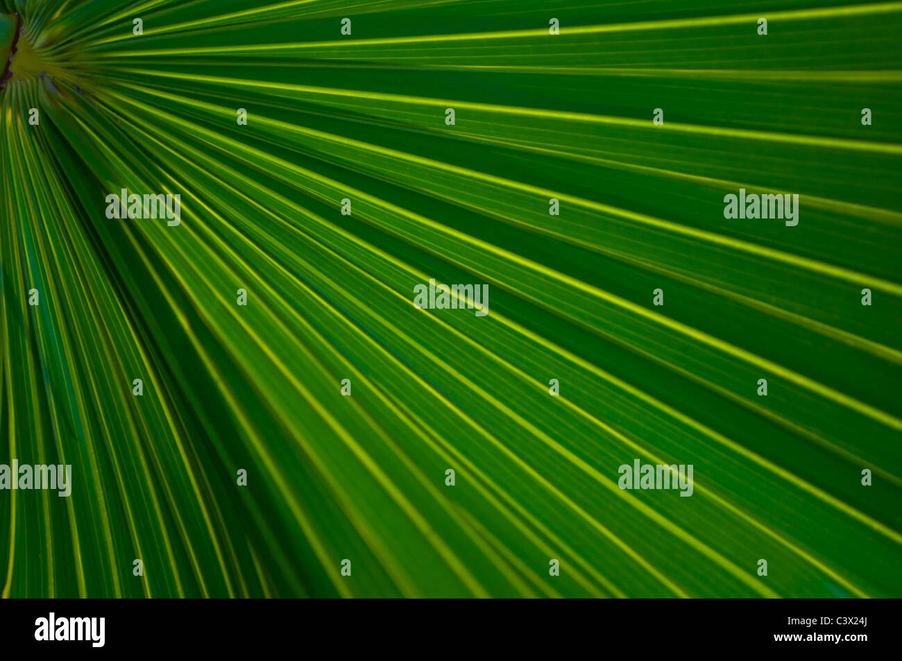 Colorful palm frond hi-res stock photography and images - Alamy