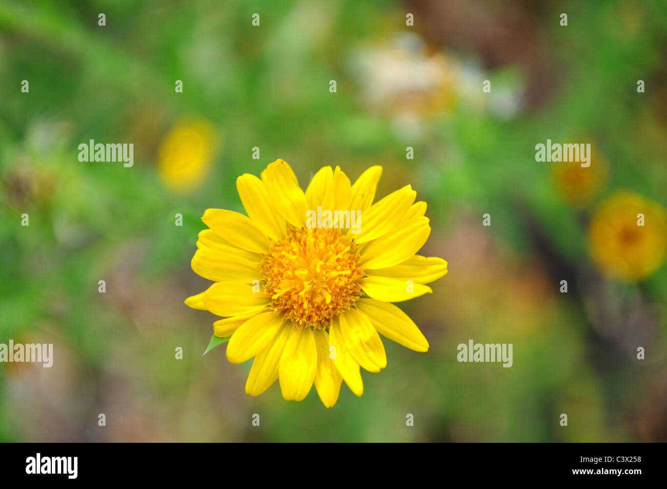 Cheery yellow bloom hi-res stock photography and images - Alamy