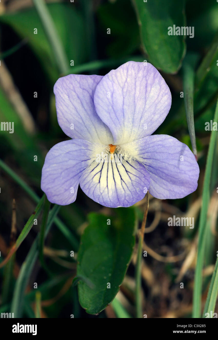 Fen Violet or Turlough Violet - Viola persicifolia Stock Photo - Alamy