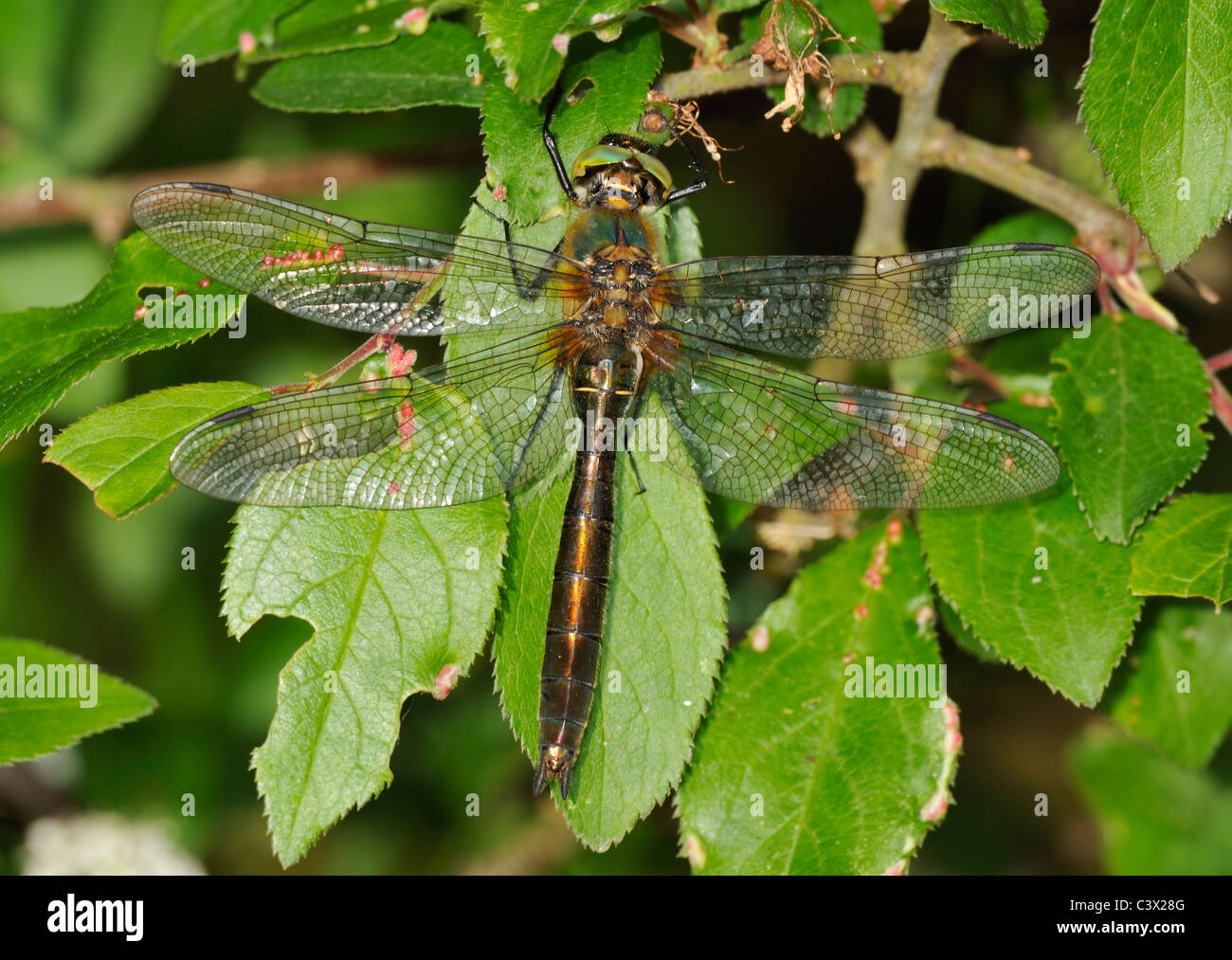 Downy Emerald Dragonfly - Cordulia aenea Female Stock Photo - Alamy
