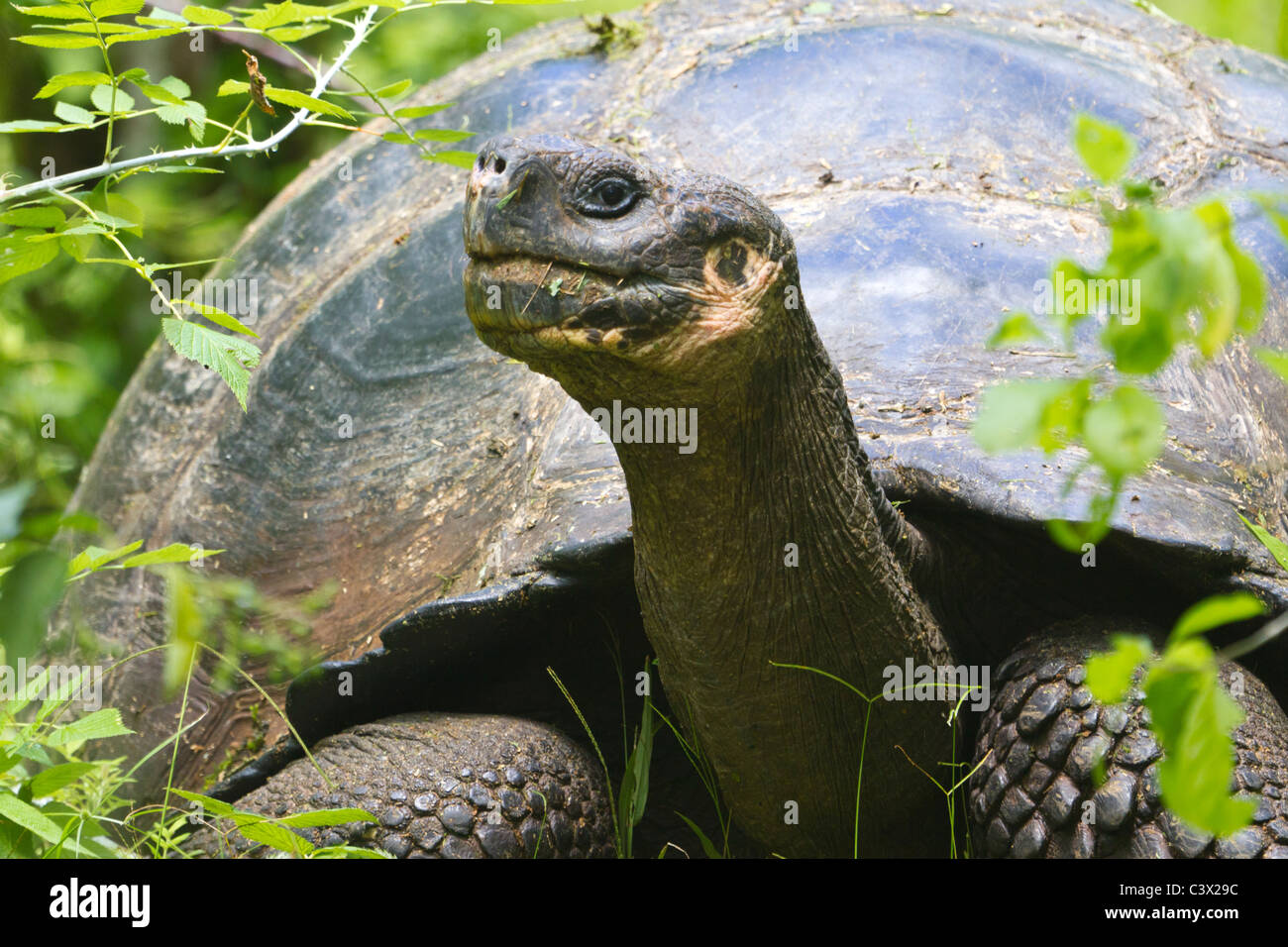 Galapagos giant tortoise hi-res stock photography and images - Alamy