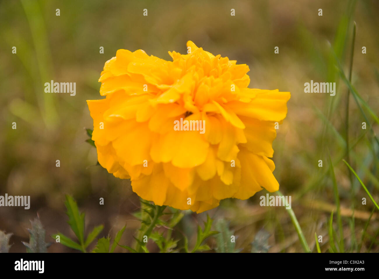 Tagetes [1] is a genus of 56 species [2] of annual and perennial mostly ...