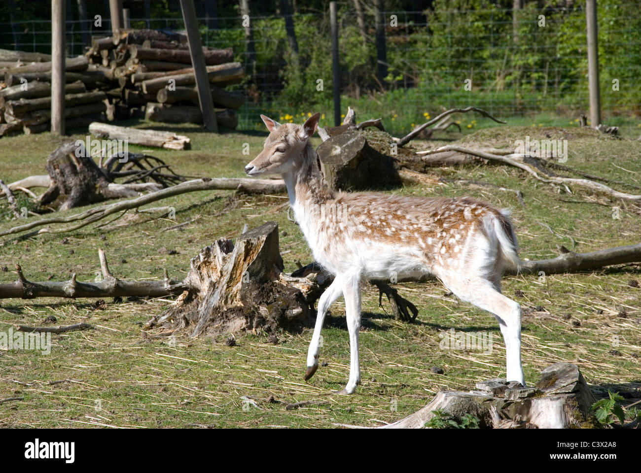 The Fallow Deer (Dama dama) is a ruminant mammal belonging to the ...