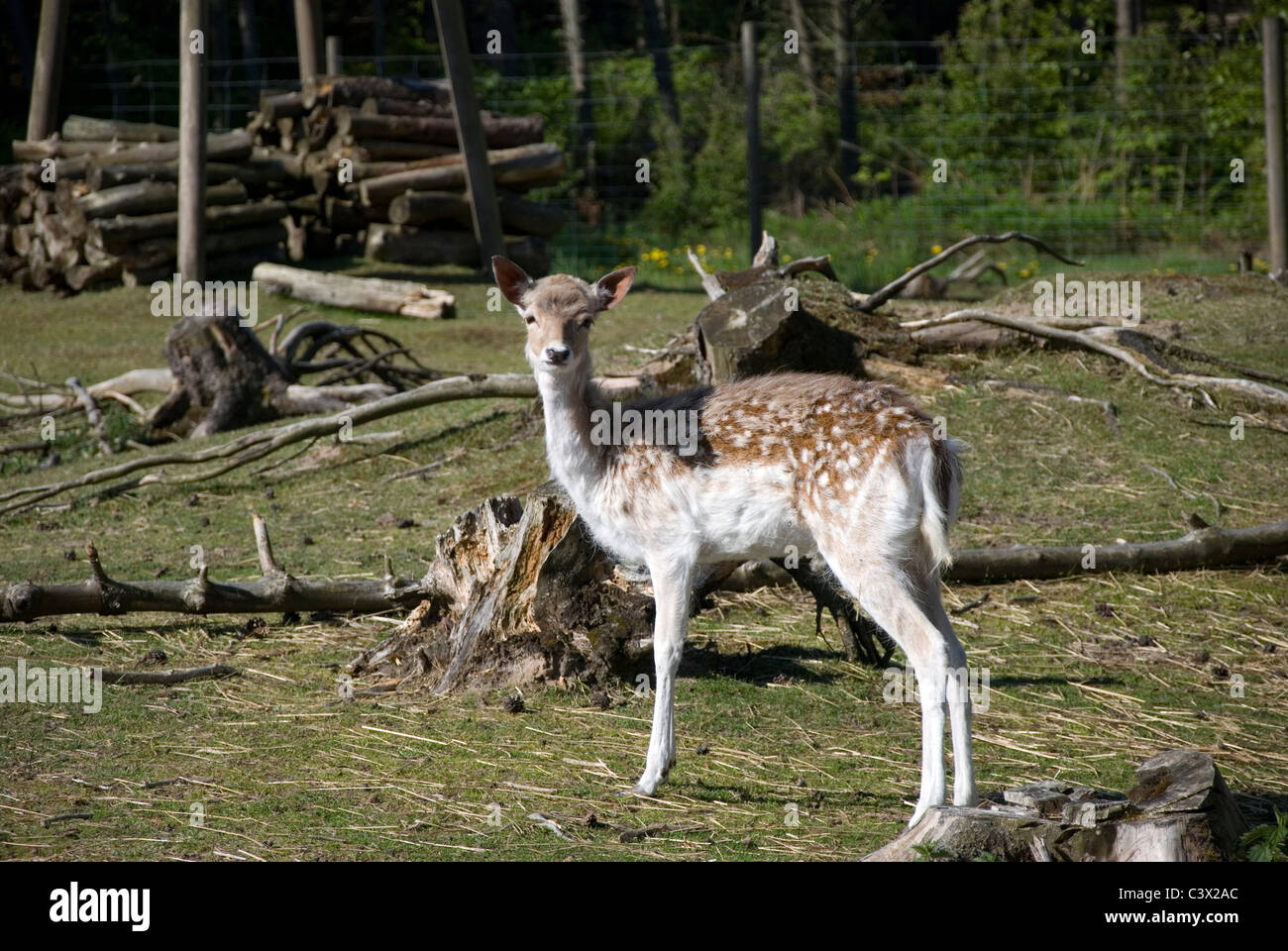 Deer movement patterns hi-res stock photography and images - Alamy