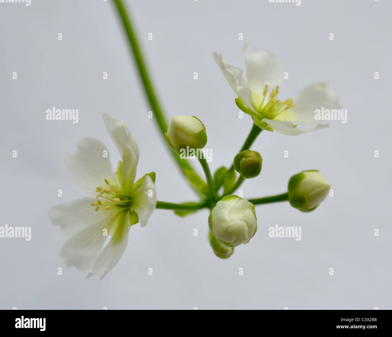 Venus flytrap flowers Stock Photo - Alamy