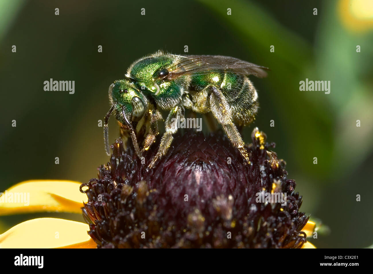 A Metallic Green Bee Nectaring On A Black Eyes Susan Flower ...