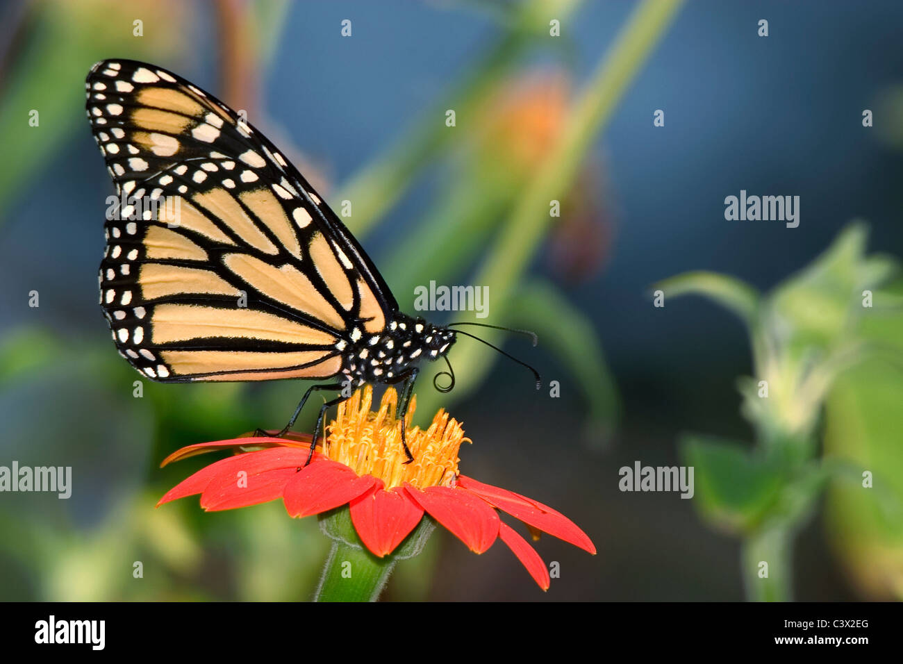 A Monarch Butterfly On A Red Flower, Danaus plexippus Stock Photo - Alamy