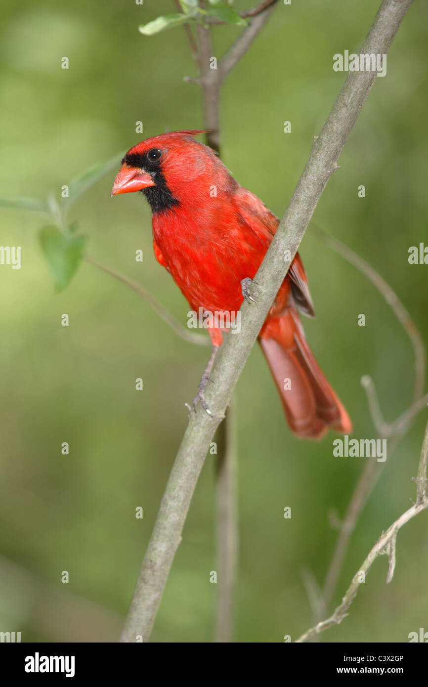 A Red Bird, The Northern Cardinal Male, Cardinalis cardinalis Stock ...