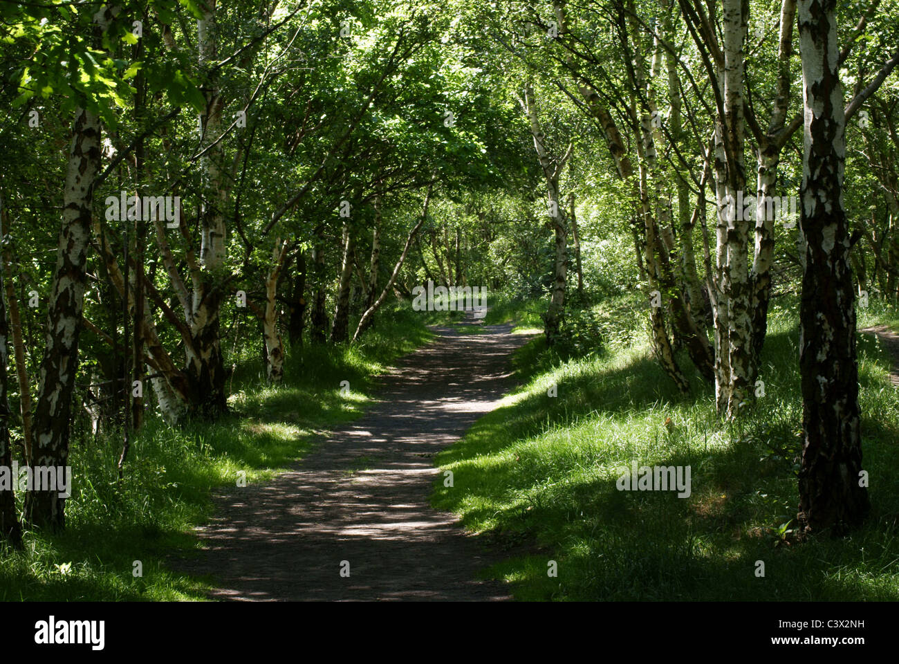 Path through a wood Stock Photo - Alamy