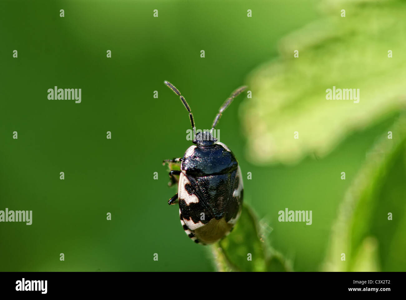 Shield bug top view hi-res stock photography and images - Alamy