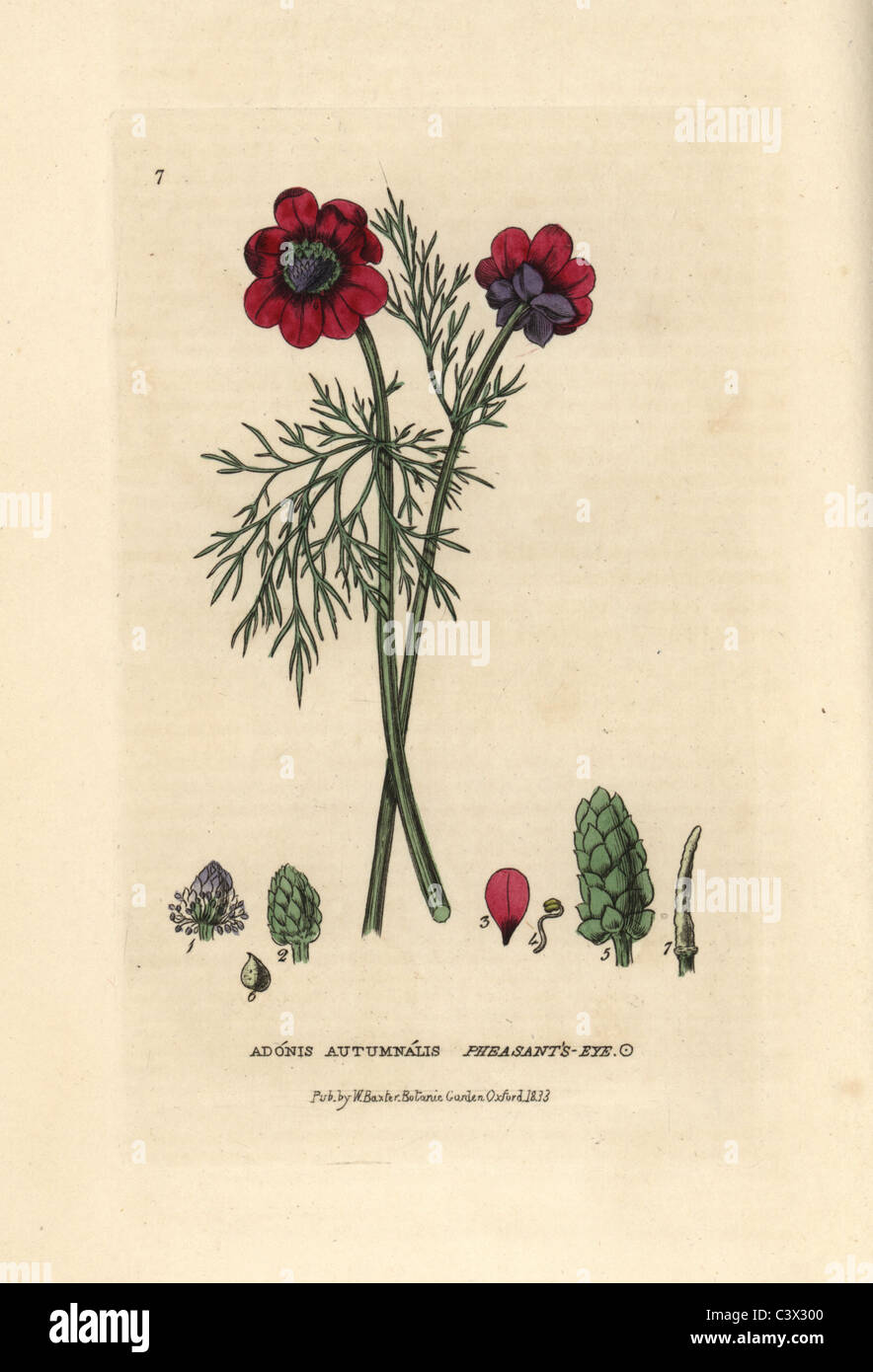 Pheasant's eye, Adonis autumnalis Stock Photo - Alamy