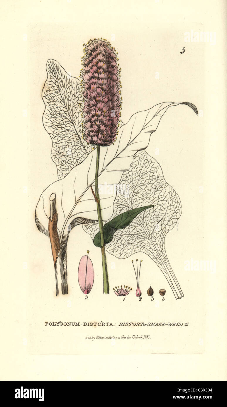 Bistort or snakeweed, Polygonum bistorta Stock Photo - Alamy