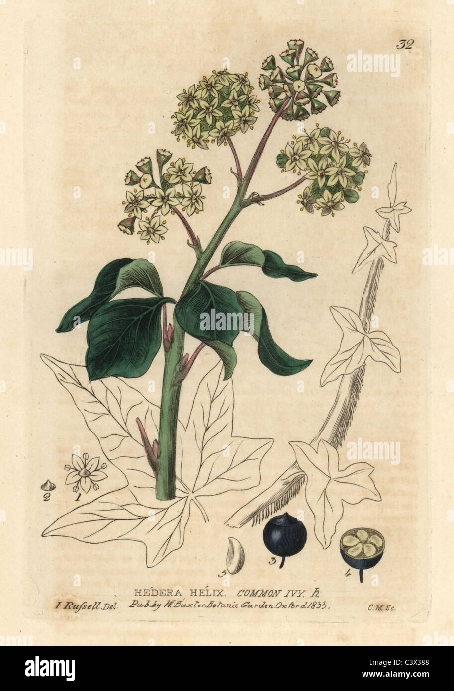 Drawing ivy hi-res stock photography and images - Alamy