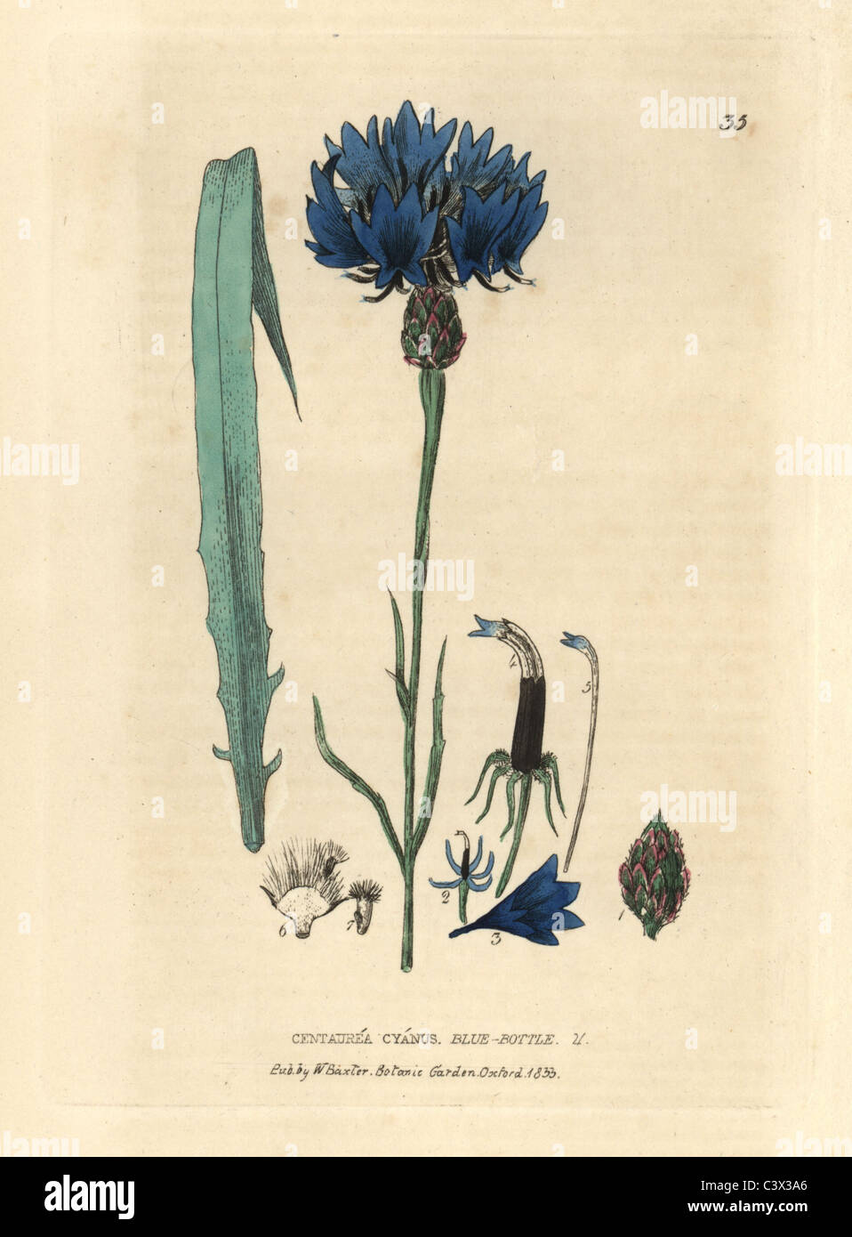 Cornflower drawing hi-res stock photography and images - Alamy