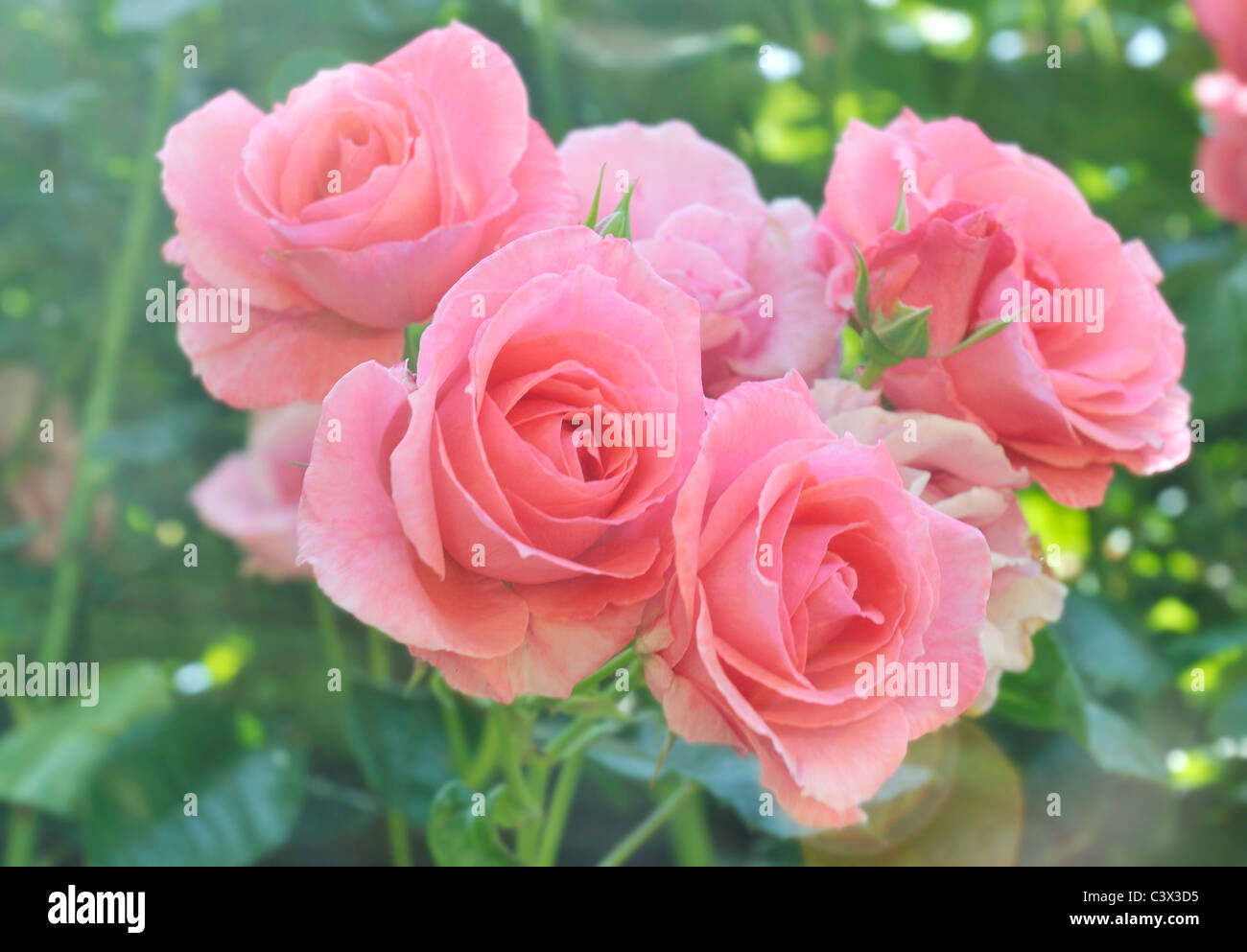 Month rose hi-res stock photography and images - Alamy