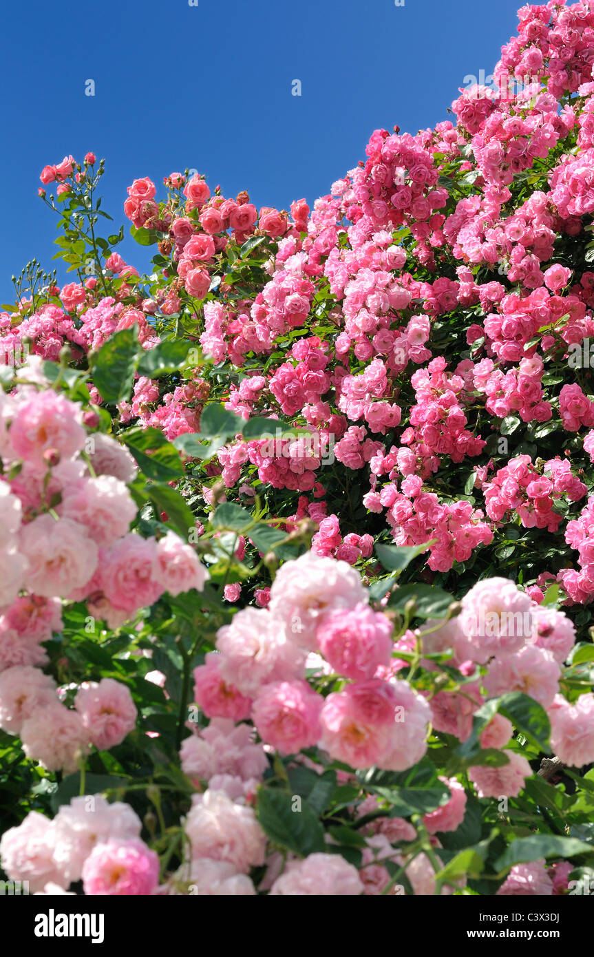 Red And Pink Roses High Resolution Stock Photography and Images - Alamy