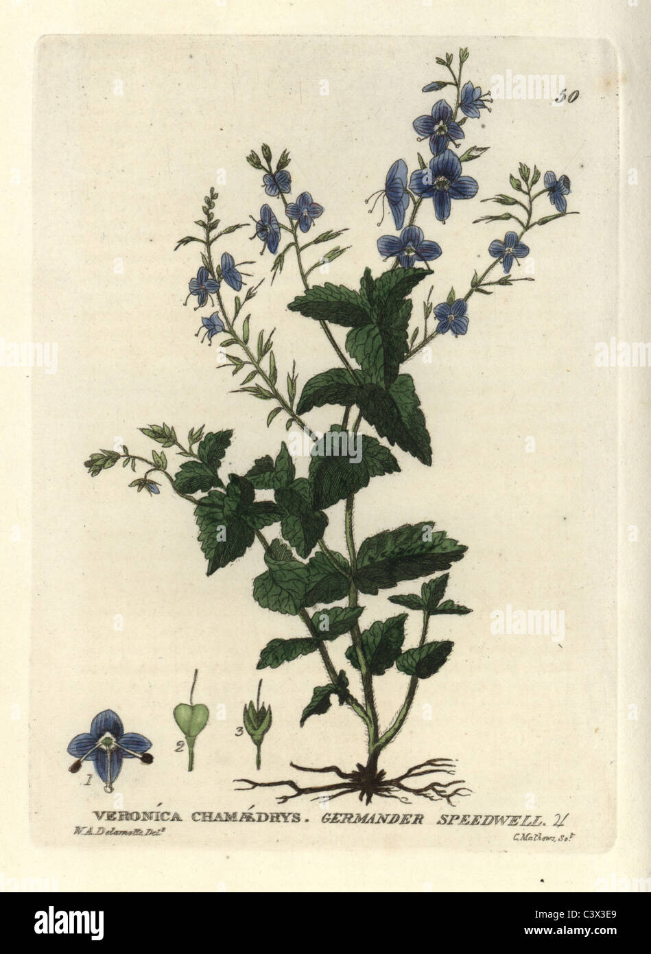 Drawing of speedwell hi-res stock photography and images - Alamy