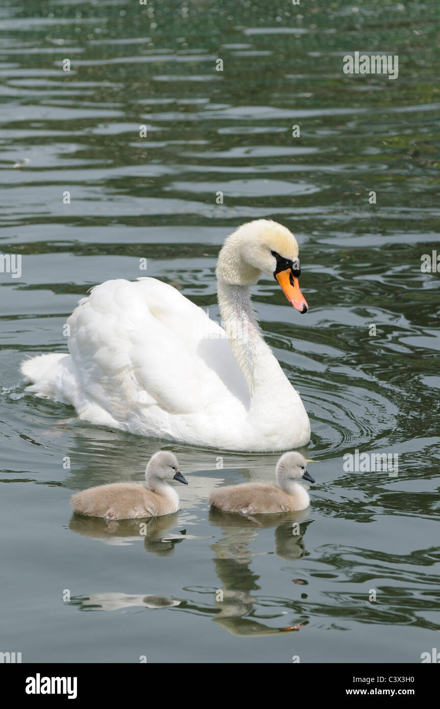 Parent swan hi-res stock photography and images - Alamy
