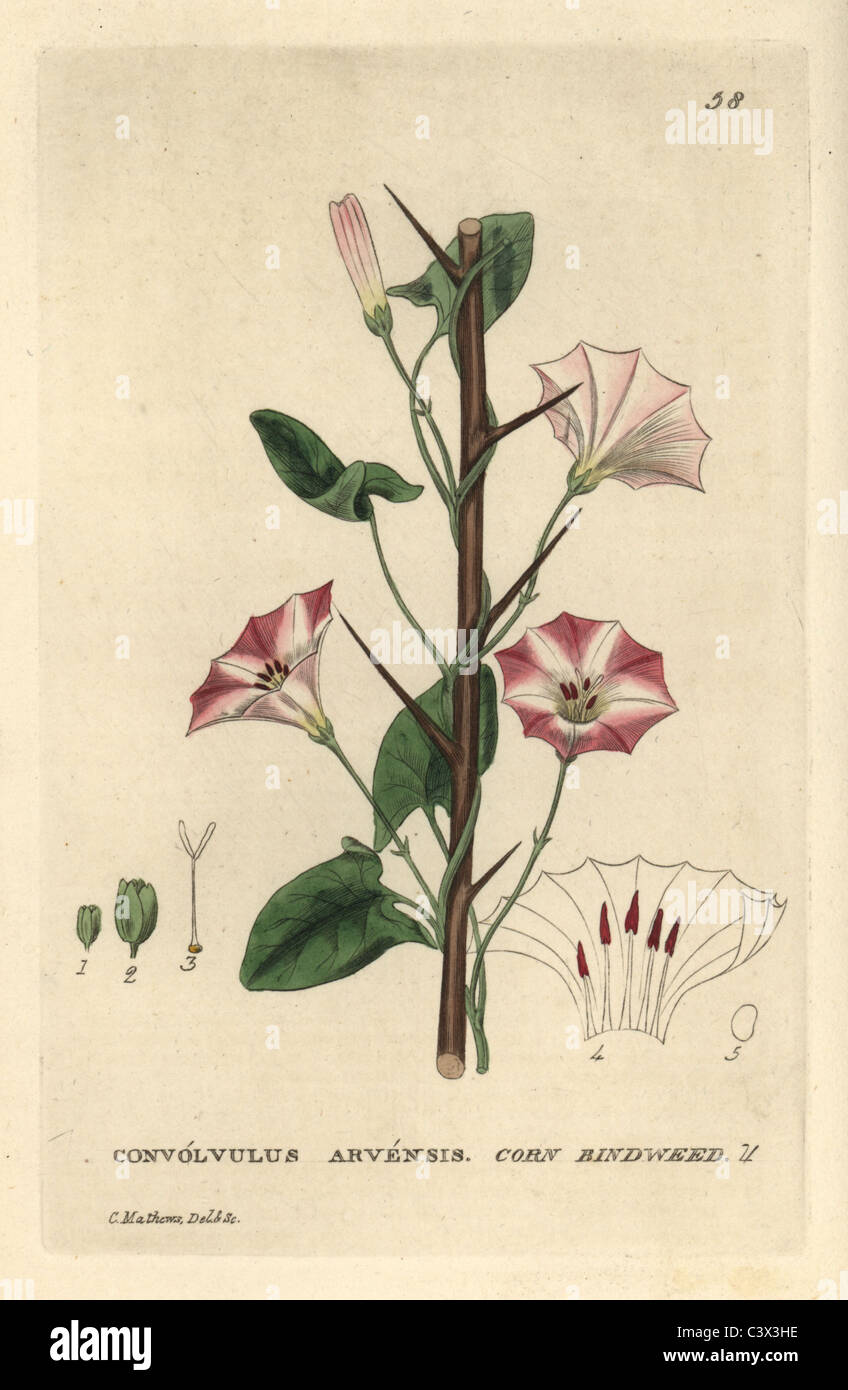 Corn bindweed, Convolvulus arvensis Stock Photo - Alamy Corn bindweed, Convolvulus arvensis Stock Photo - Alamy