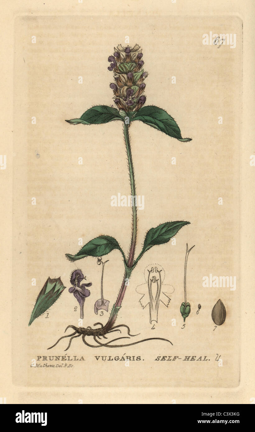 Self heal prunella vulgaris hi-res stock photography and images - Alamy