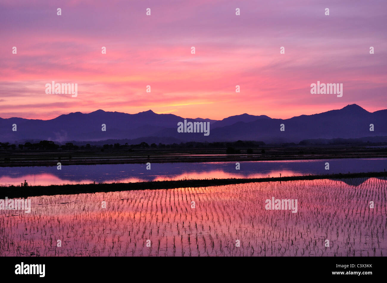 Paddy Field at Sunset Stock Photo - Alamy