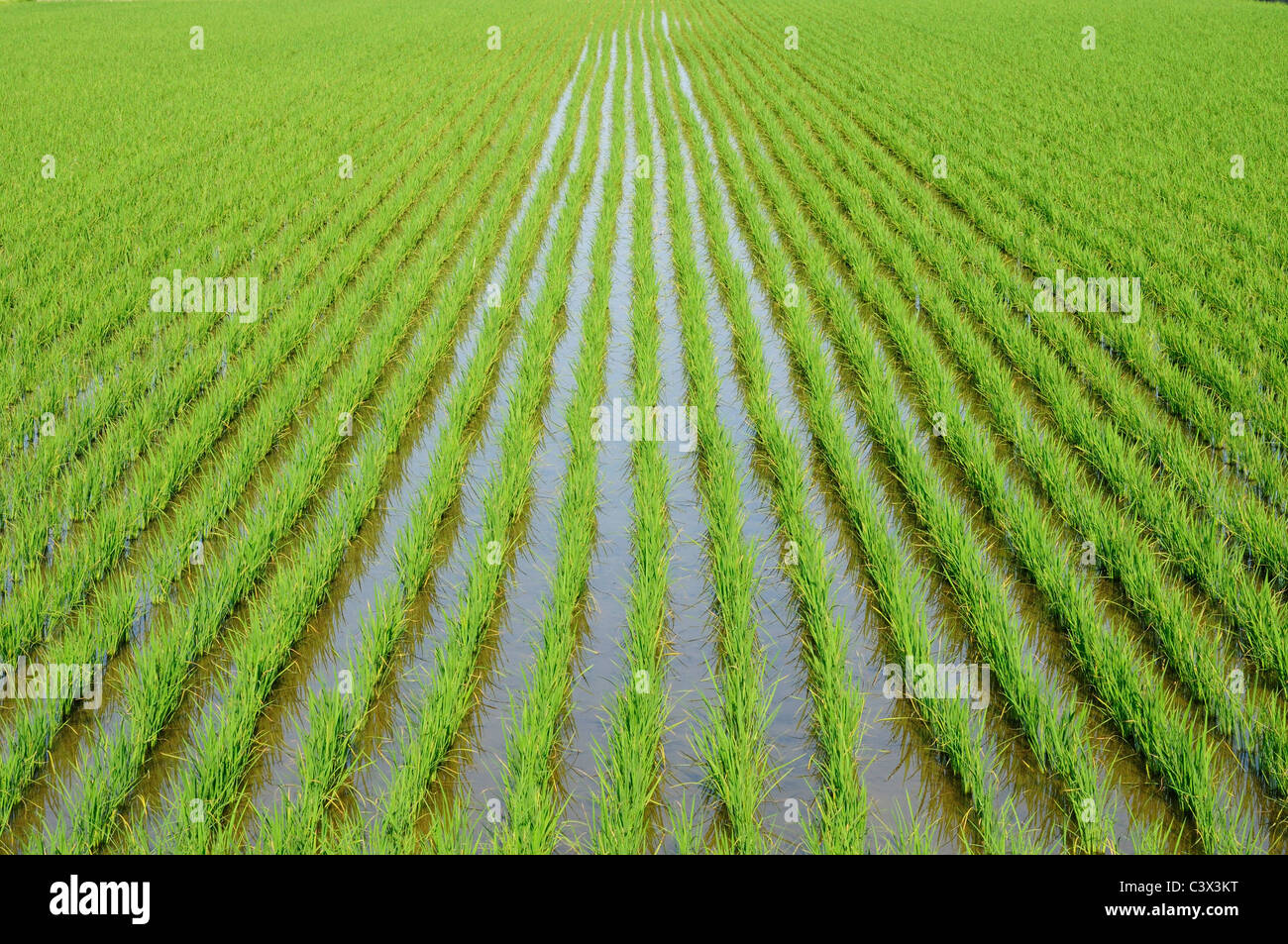 Rice paddy viewpoint hi-res stock photography and images - Alamy
