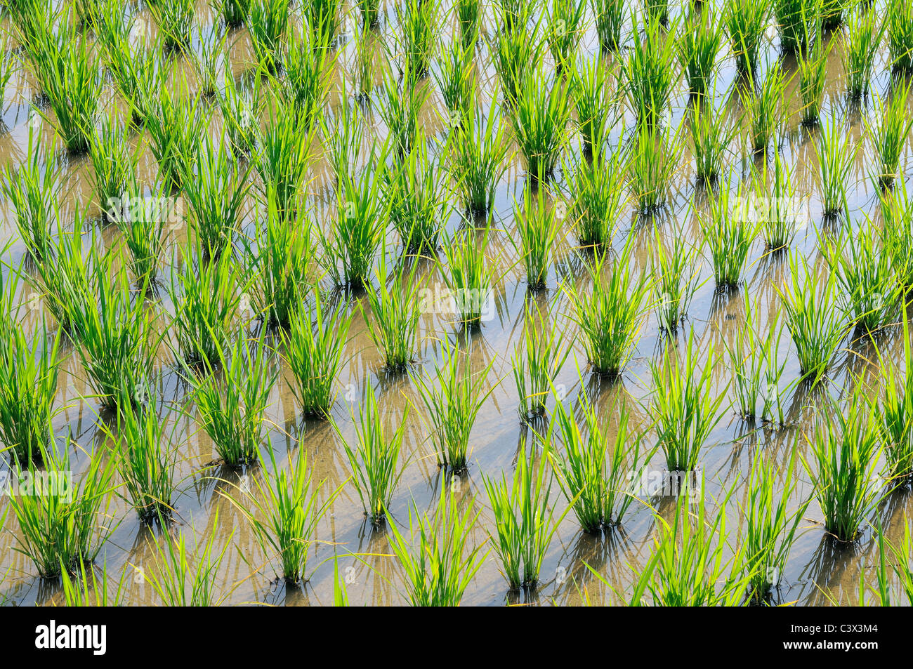 Rice paddy viewpoint hi-res stock photography and images - Alamy