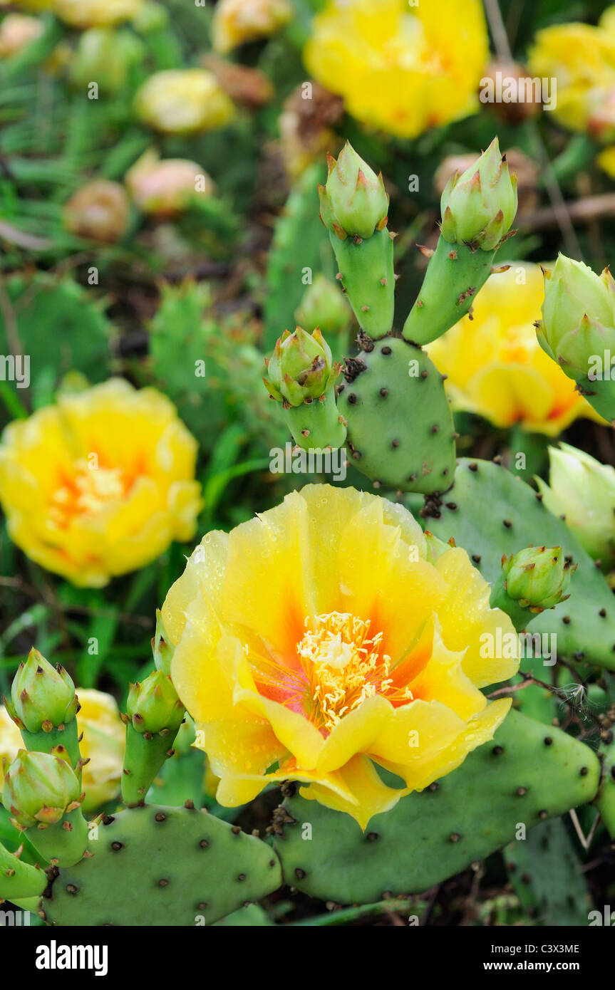 Yellow Cactus Flower Stock Photo - Alamy