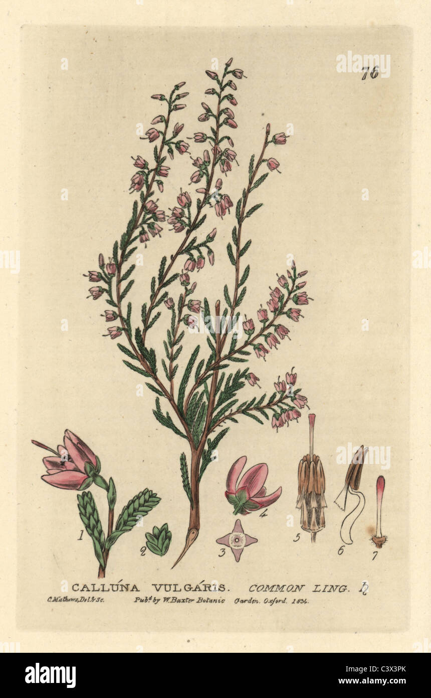 Ling heather drawing hi-res stock photography and images - Alamy