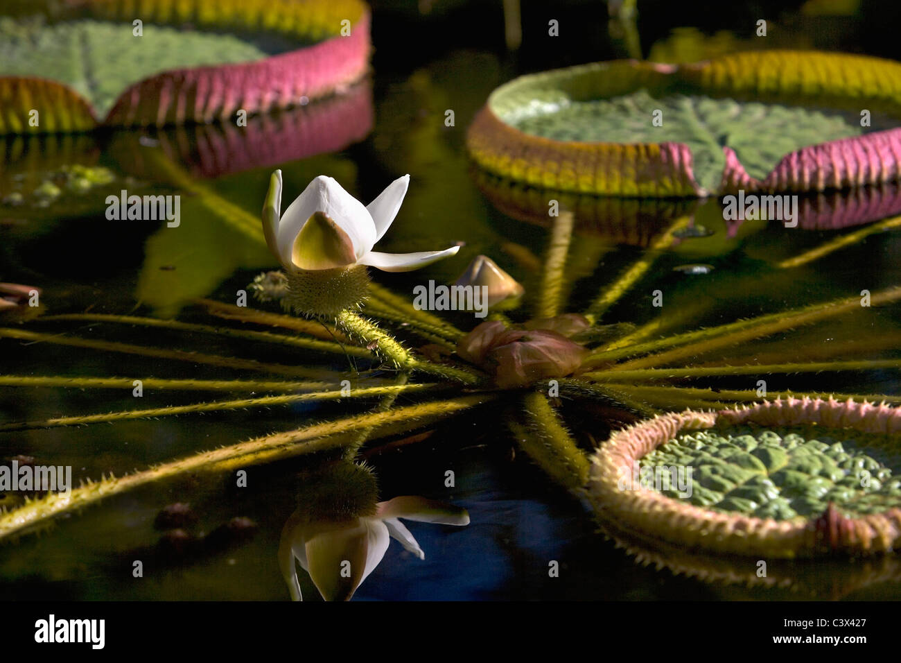 Brazil, Silvania, Goias, Big waterplant called: Victoria Regia Stock ...