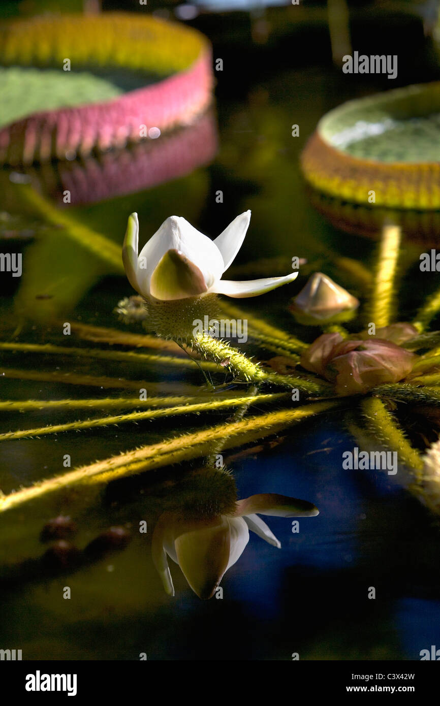 Brazil, Silvania, Goias, Big waterplant called: Victoria Regia Stock ...