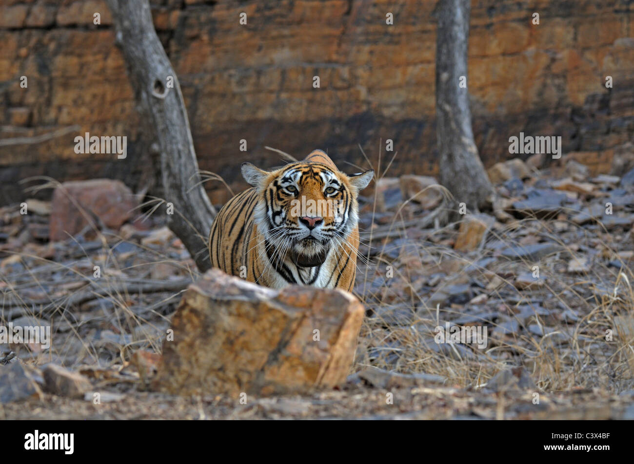 Tiger Radio Collar High Resolution Stock Photography and Images - Alamy