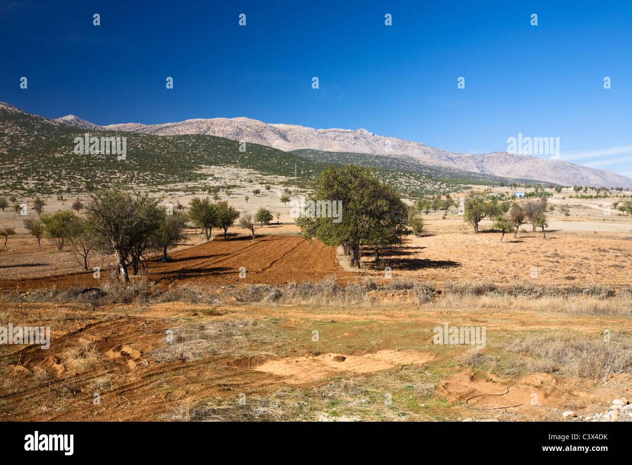 Trees in a field, Taurus Mountains, Turkey Stock Photo - Alamy