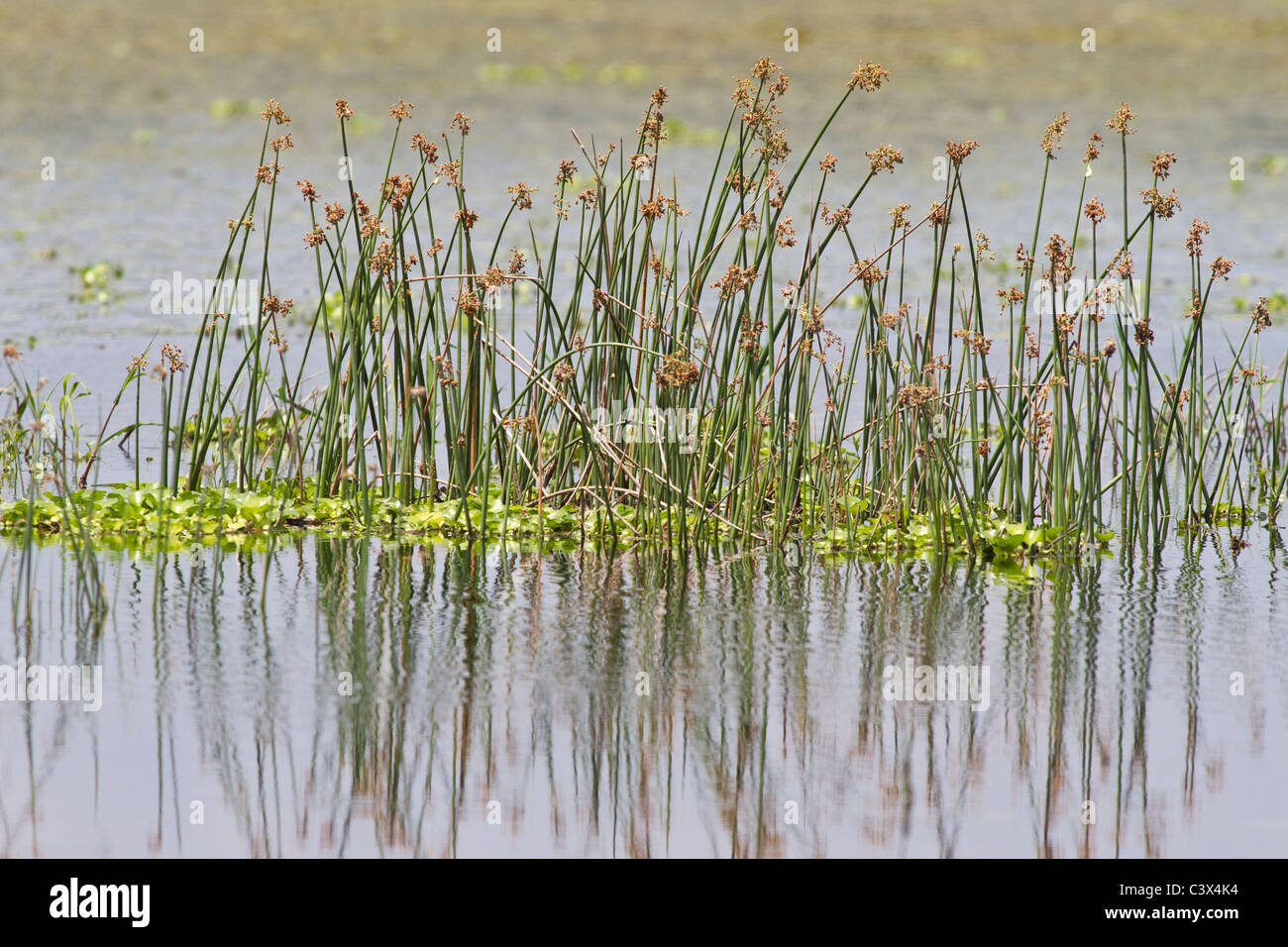 Rushes hi-res stock photography and images - Alamy