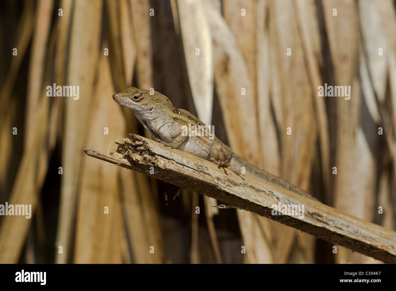 Big-headed anole, Anolis cybotes, Lake Myakka, Florida, USA Stock Photo ...